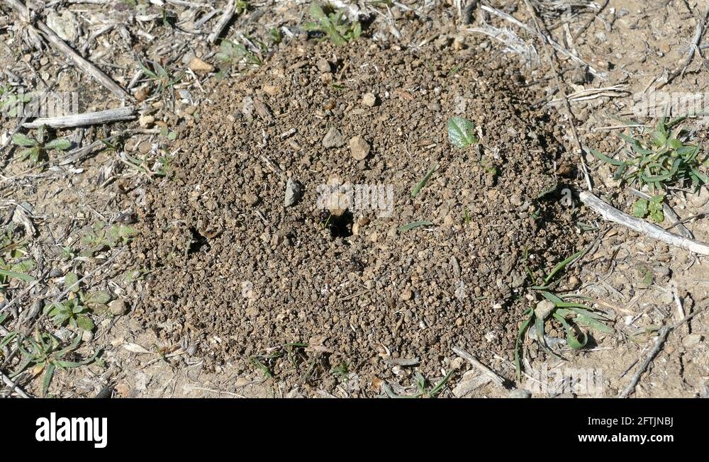 An anthill Stock Videos & Footage - HD and 4K Video Clips - Alamy