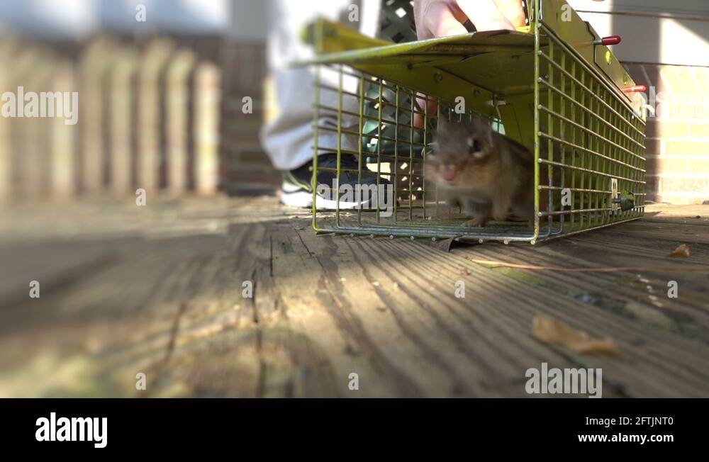 Animal escape Stock Videos & Footage - HD and 4K Video Clips - Alamy