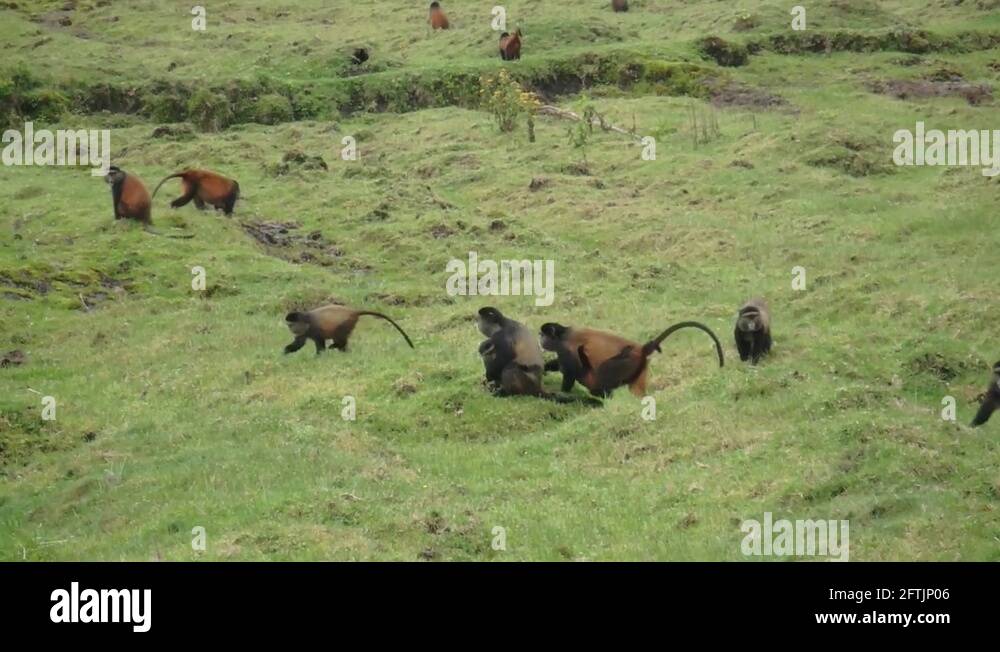 Monkeys in rwanda Stock Videos & Footage - HD and 4K Video Clips - Alamy