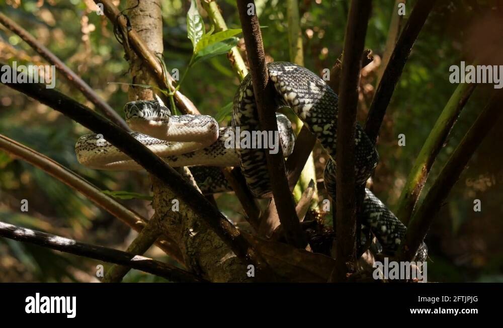 Australian tree snake Stock Videos & Footage - HD and 4K Video Clips ...