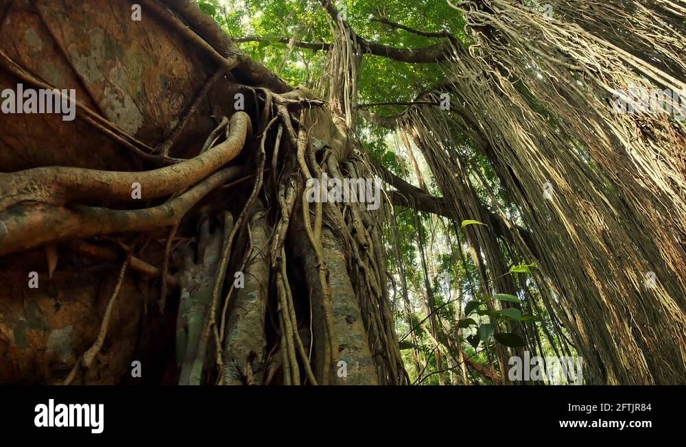 Ficus root system Stock Videos & Footage - HD and 4K Video Clips - Alamy