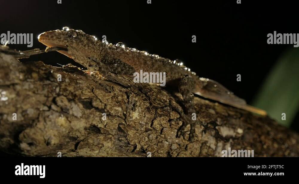Australian gecko Stock Videos & Footage - HD and 4K Video Clips - Alamy