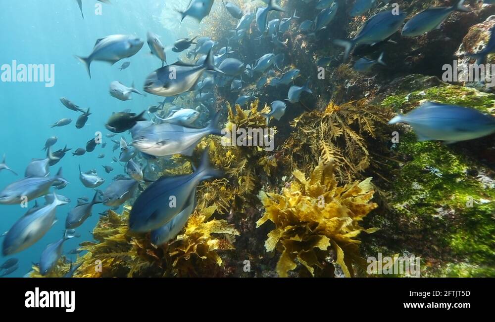 Blue maomao and two spot demoiselle fish swimming next to kelp covered ...