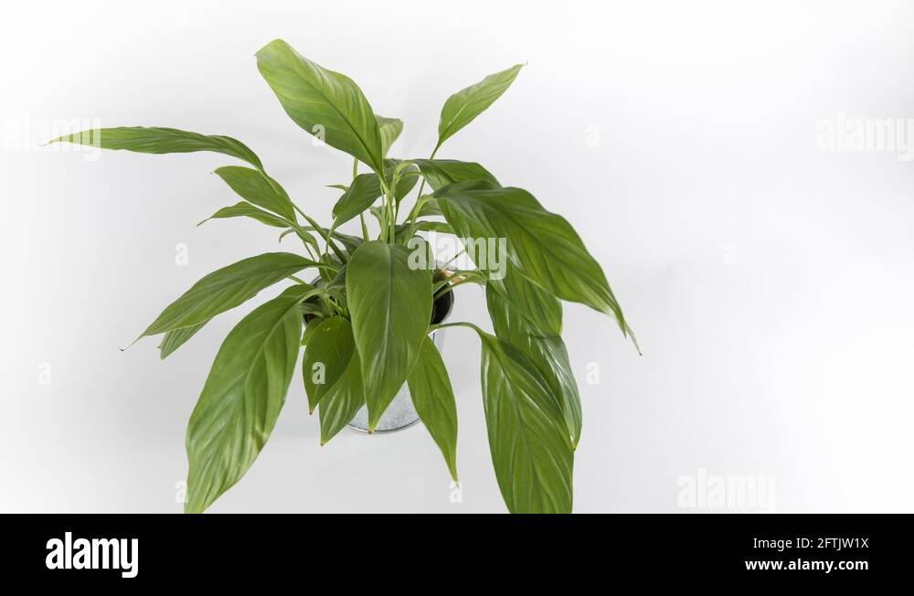 Growing plant time lapse close Stock Videos & Footage - HD and 4K Video ...