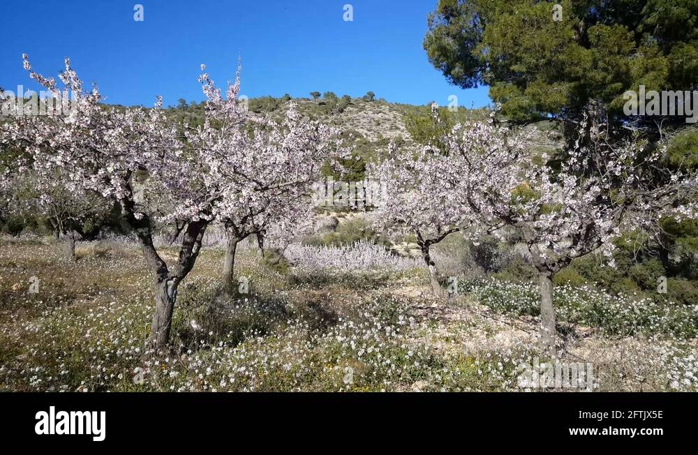 Flowering trees horizontal Stock Videos & Footage - HD and 4K Video ...