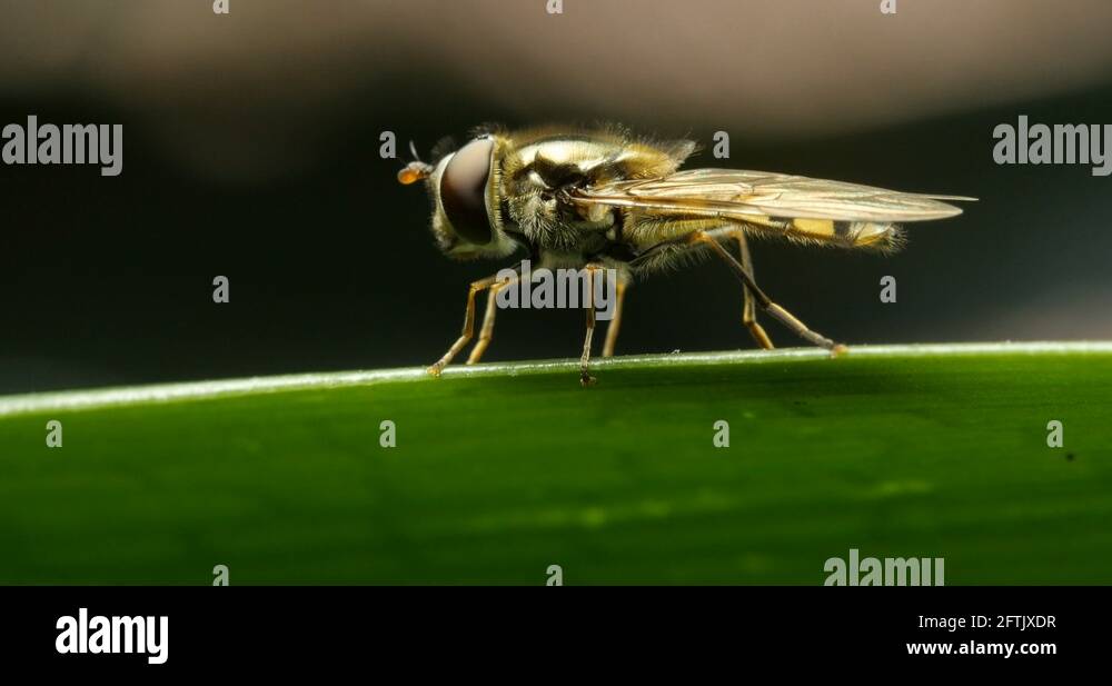 Hover fly insect Stock Videos & Footage - HD and 4K Video Clips - Alamy