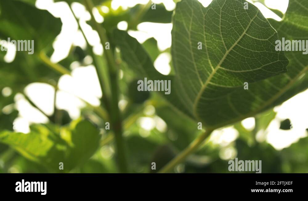 Biology plants Stock Videos & Footage - HD and 4K Video Clips - Alamy