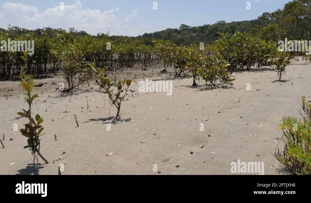 Mud flat Mangrove trees in coastal wetland estuary environment Stock ...