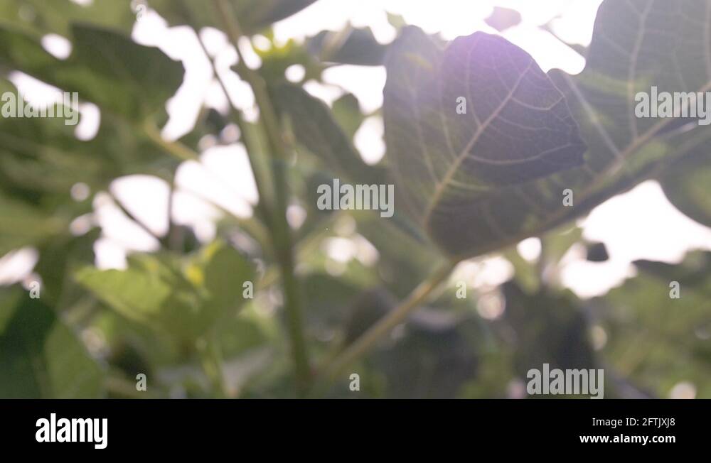 Photosynthesis in nature Stock Videos & Footage - HD and 4K Video Clips ...
