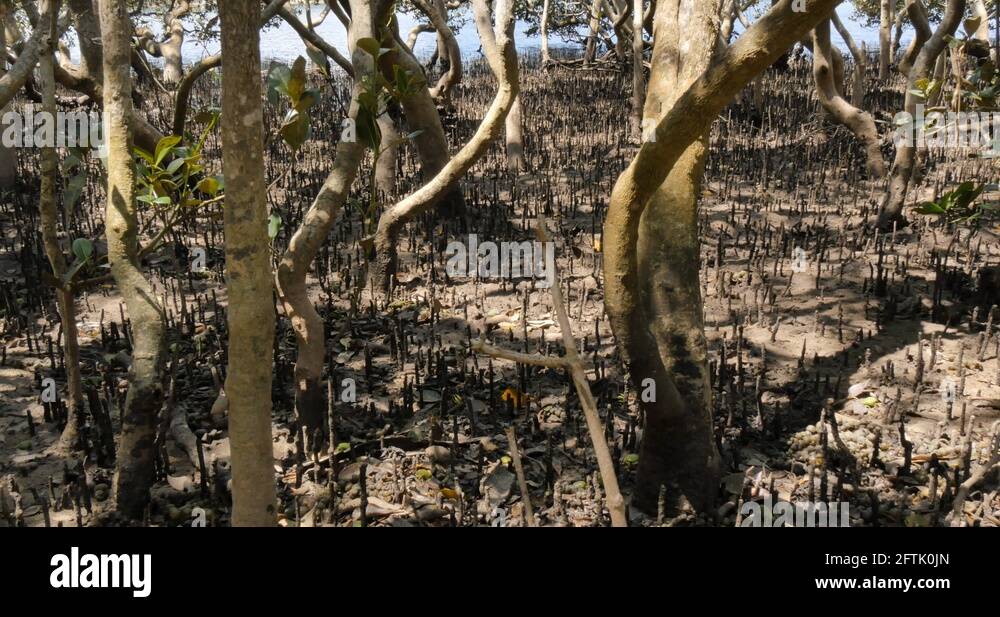 Mangrove trees roots in tidal Stock Videos & Footage - HD and 4K Video ...