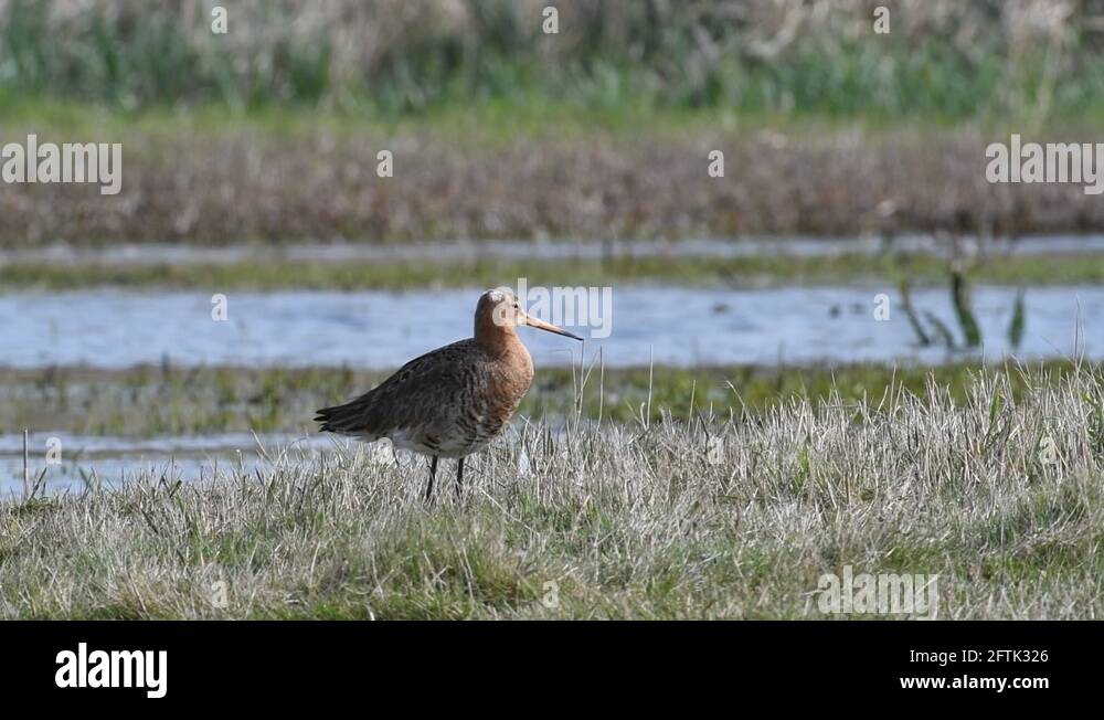 British wetland waders Stock Videos & Footage - HD and 4K Video Clips ...