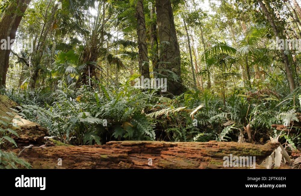Ferns in rainforest undergrowth leaf litter nature ecosystem Stock ...
