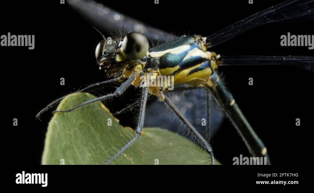 Coastal insect Stock Videos & Footage - HD and 4K Video Clips - Alamy