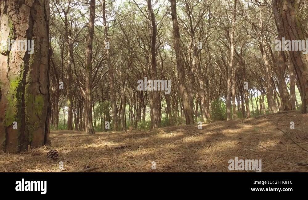 Pinewood home Stock Videos & Footage - HD and 4K Video Clips - Alamy