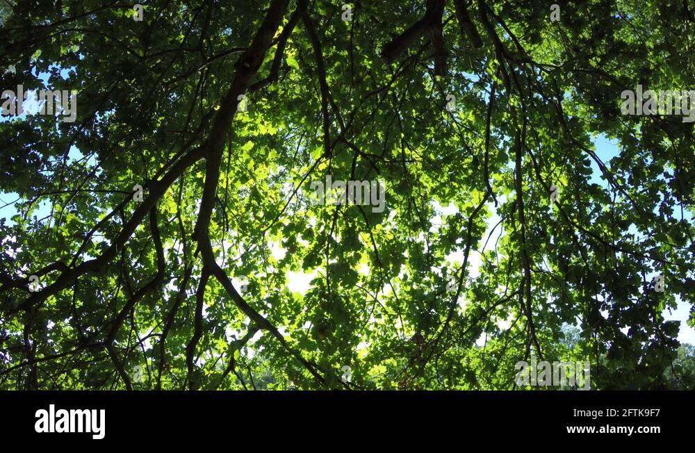 Tree green deciduous summer Stock Videos & Footage - HD and 4K Video ...