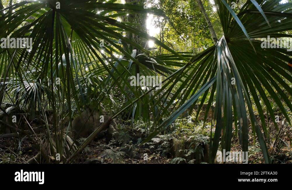 Forest fig tree Stock Videos & Footage - HD and 4K Video Clips - Alamy