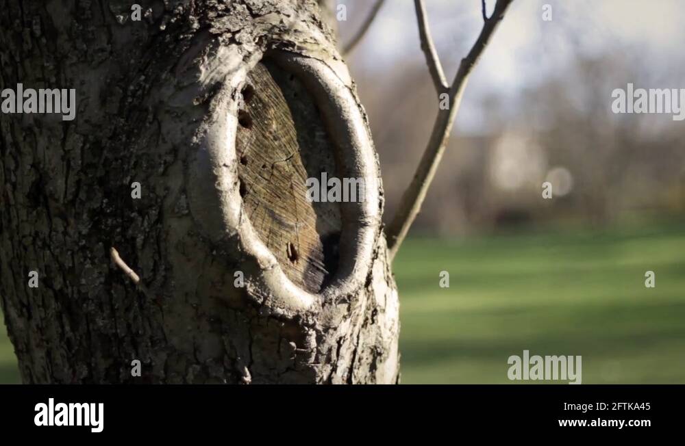 Dead apple tree Stock Videos & Footage - HD and 4K Video Clips - Alamy