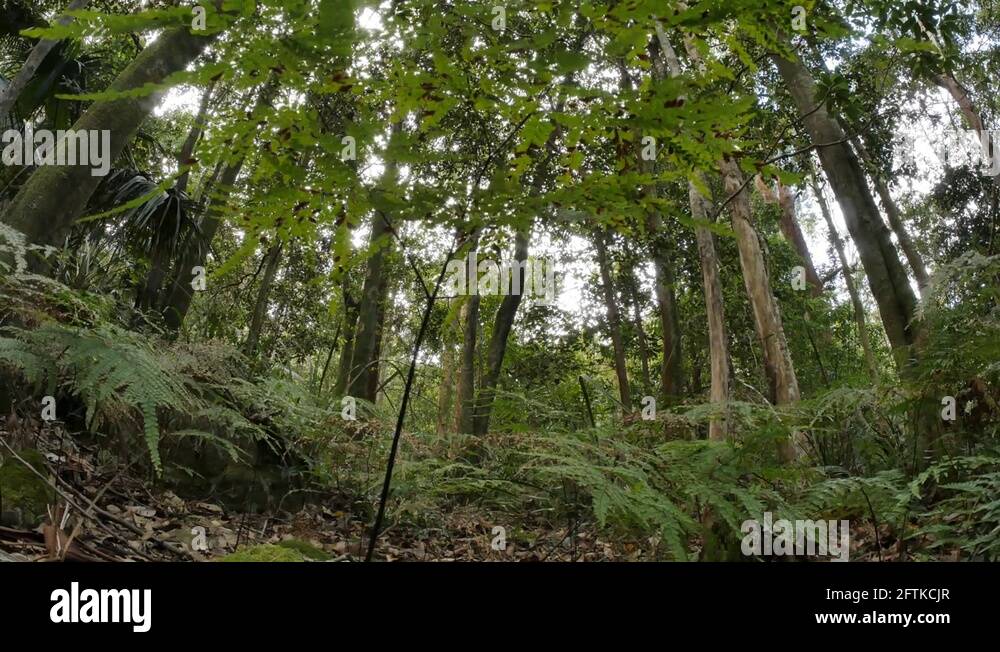 Forest floor decay of undergrowth rain forest ecosystem Stock Video ...