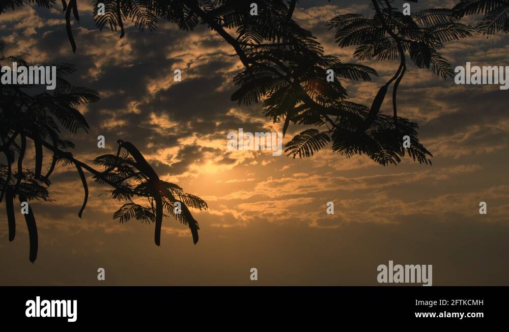 African sunrise Stock Videos & Footage - HD and 4K Video Clips - Alamy