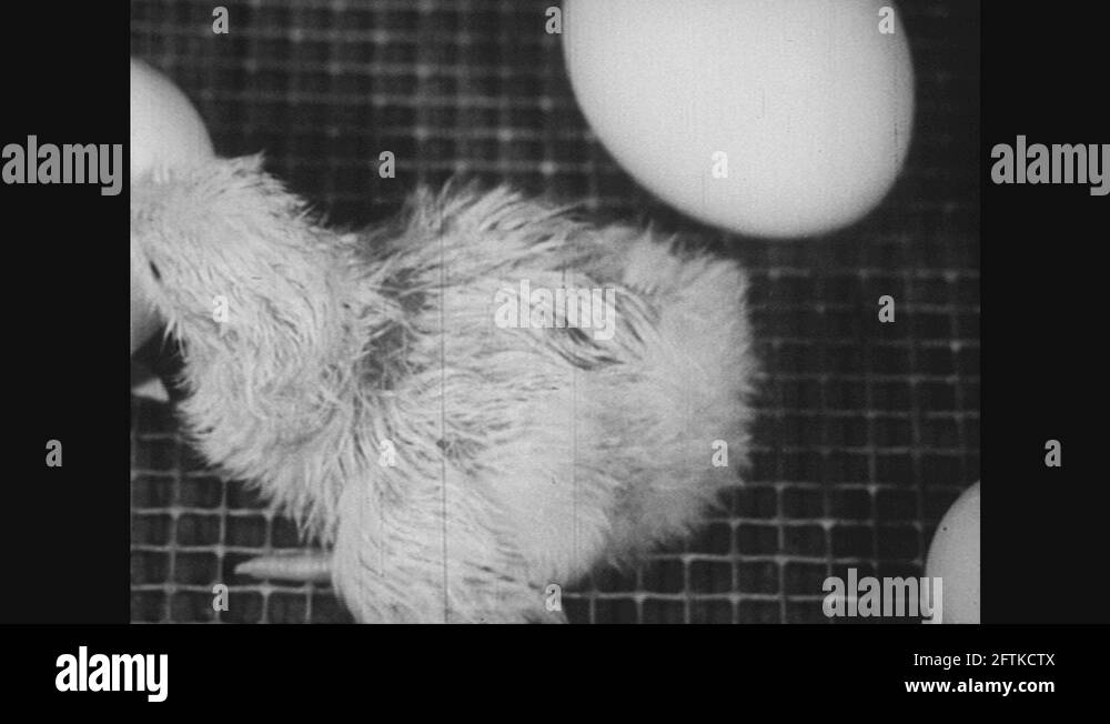 Hatch farmhouse Stock Videos & Footage - HD and 4K Video Clips - Alamy