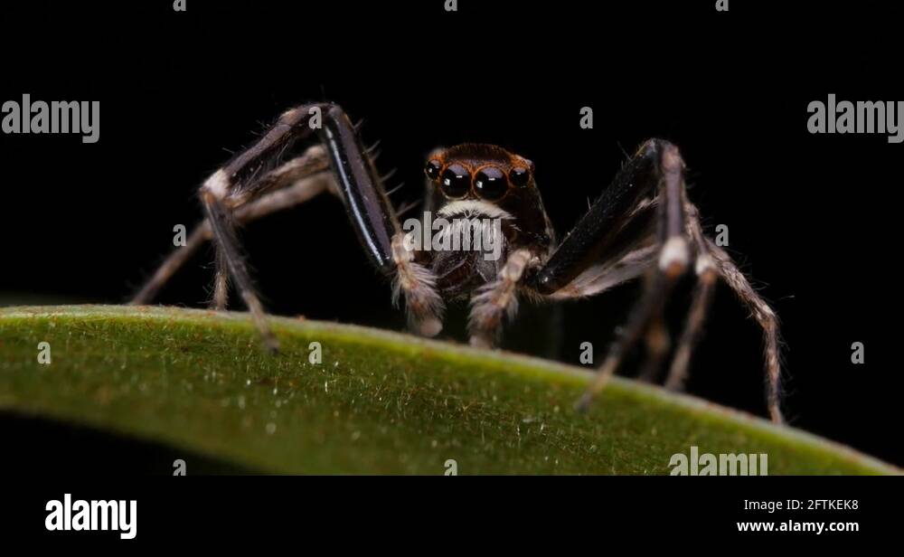 Insect jumper Stock Videos & Footage - HD and 4K Video Clips - Alamy