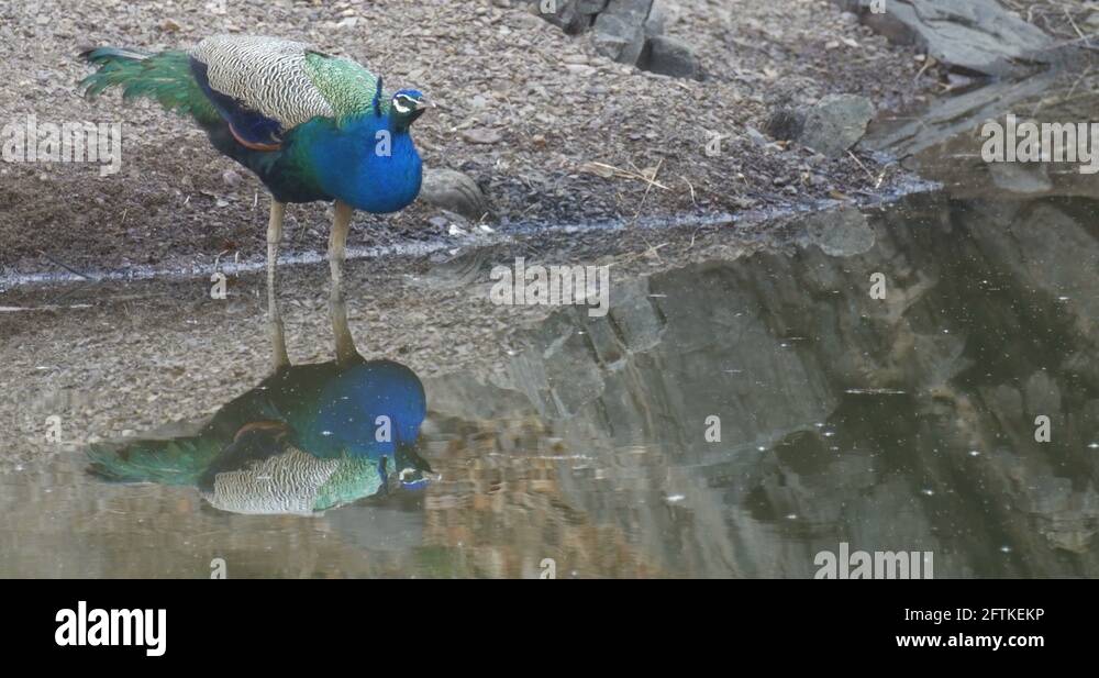 Drongo bird Stock Videos & Footage - HD and 4K Video Clips - Alamy