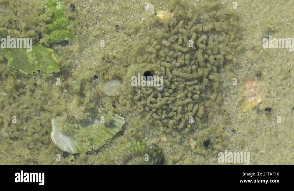 Digging for sea worms Stock Videos & Footage - HD and 4K Video Clips ...