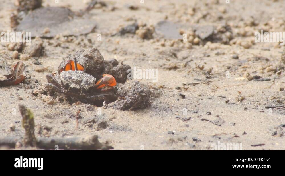 Crustacean conservation Stock Videos & Footage - HD and 4K Video Clips - Alamy