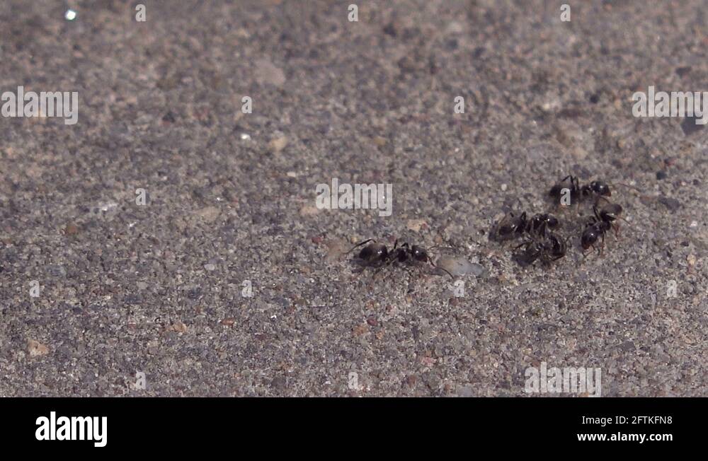 Dead insect Stock Videos & Footage - HD and 4K Video Clips - Alamy
