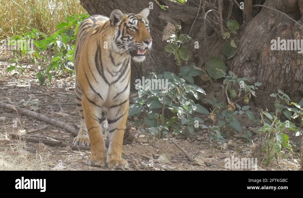 Tiger standing Stock Videos & Footage - HD and 4K Video Clips - Alamy