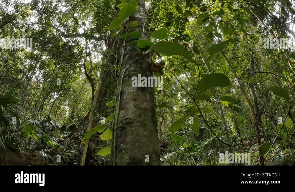 Australian tree ferns Stock Videos & Footage - HD and 4K Video Clips ...