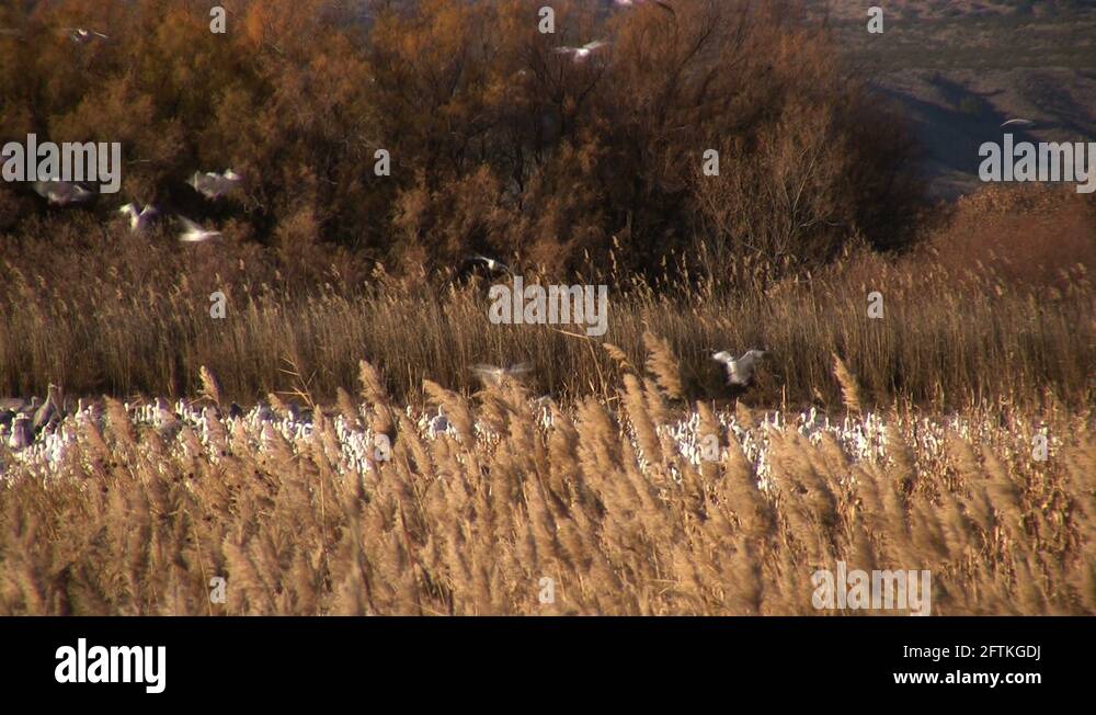 Bosque del apache geese Stock Videos & Footage - HD and 4K Video Clips ...