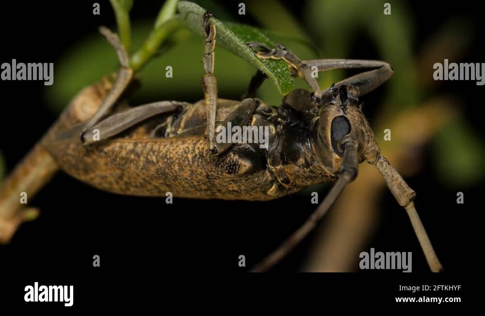 Fig beetle Stock Videos & Footage - HD and 4K Video Clips - Alamy