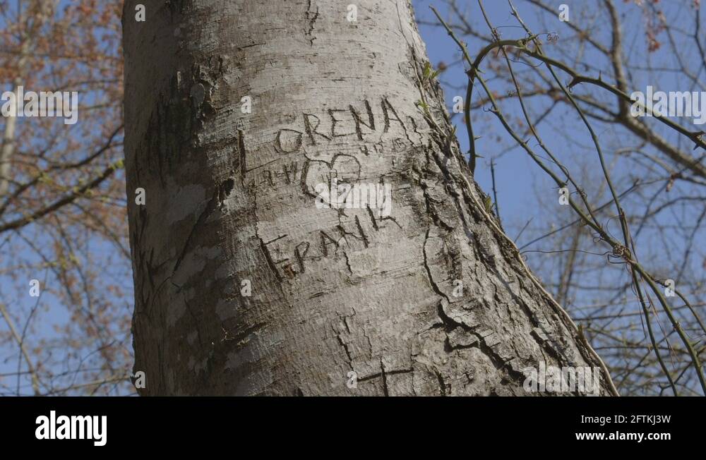 Initials love heart carved tree Stock Videos & Footage - HD and 4K ...