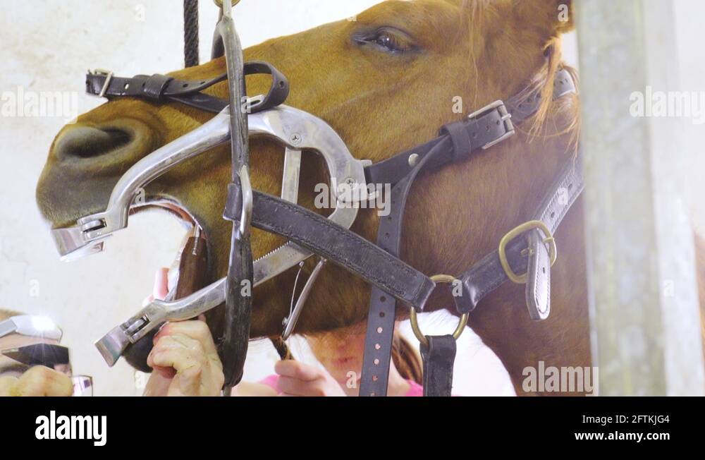 Horse inspection process Stock Videos & Footage - HD and 4K Video Clips ...