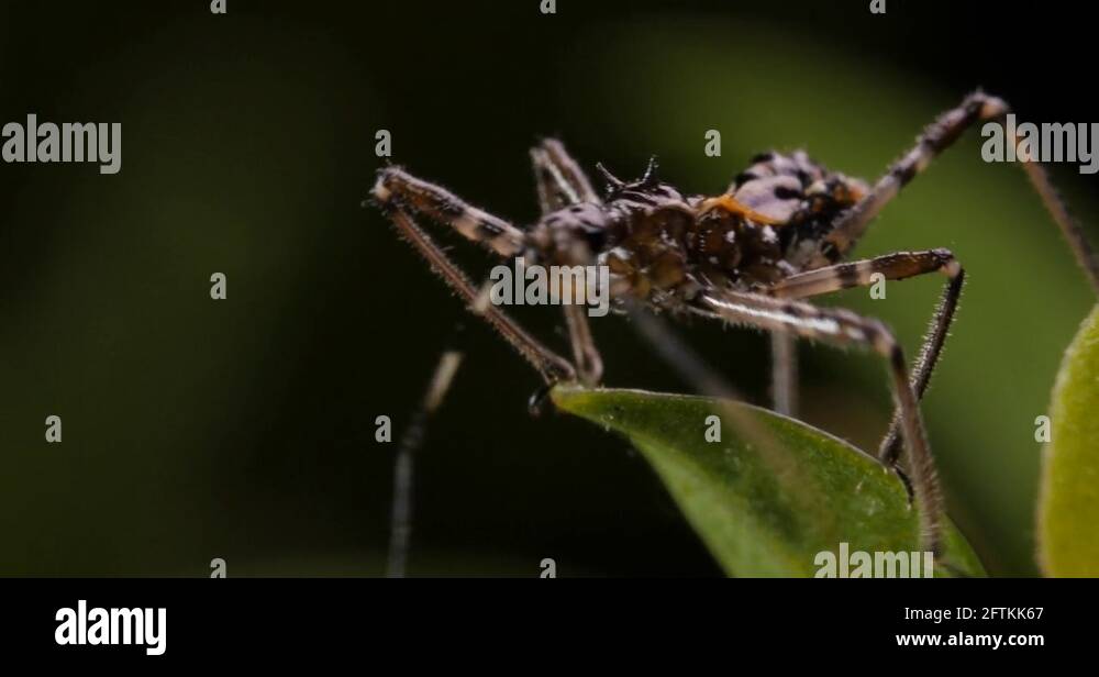 Hemiptera heteroptera bug insect Stock Videos & Footage - HD and 4K ...