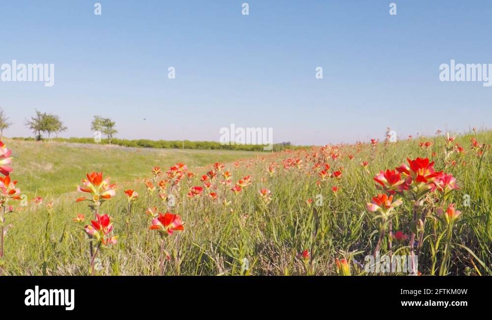 Native texas plant Stock Videos & Footage - HD and 4K Video Clips - Alamy