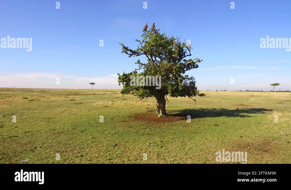 Savannah africa tree Stock Videos & Footage - HD and 4K Video Clips - Alamy