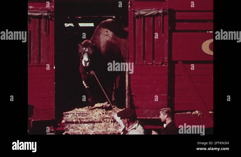 A camel descends from a red Cole Brothers Circus train car Stock Video ...