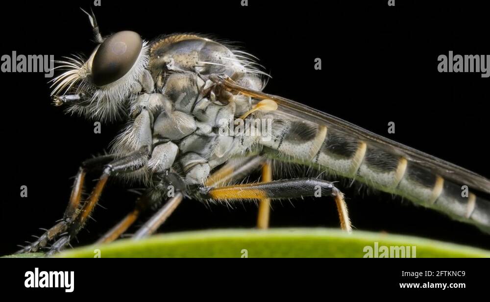 Invertebrate insect diptera fly Stock Videos & Footage - HD and 4K ...