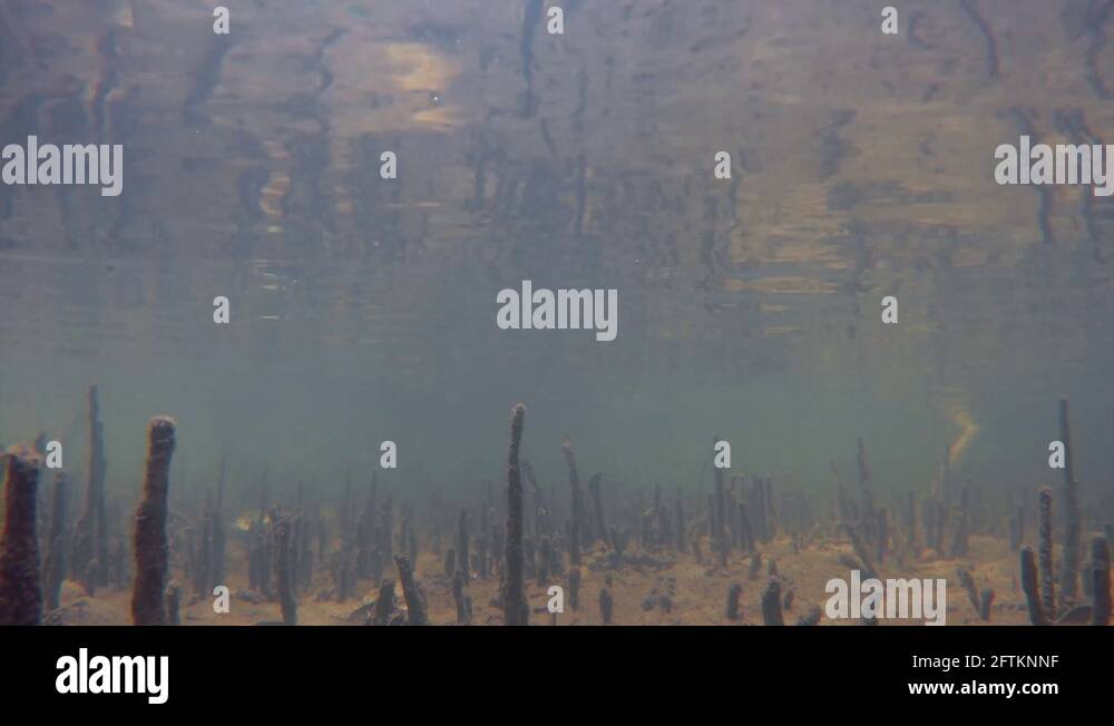 Underwater mangrove trees root in a marine estuary Stock Video Footage ...