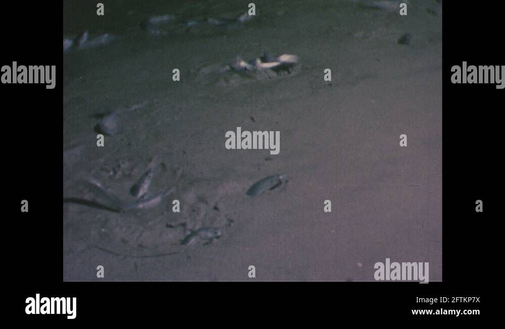 Spawn fish Stock Videos & Footage - HD and 4K Video Clips - Alamy