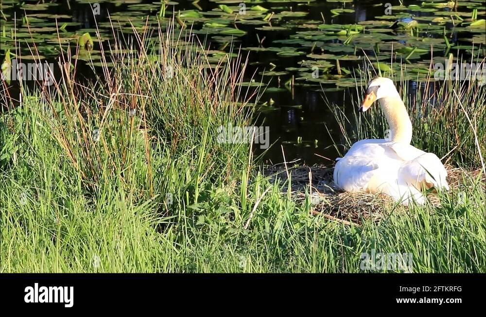 Breeds in water Stock Videos & Footage - HD and 4K Video Clips - Alamy