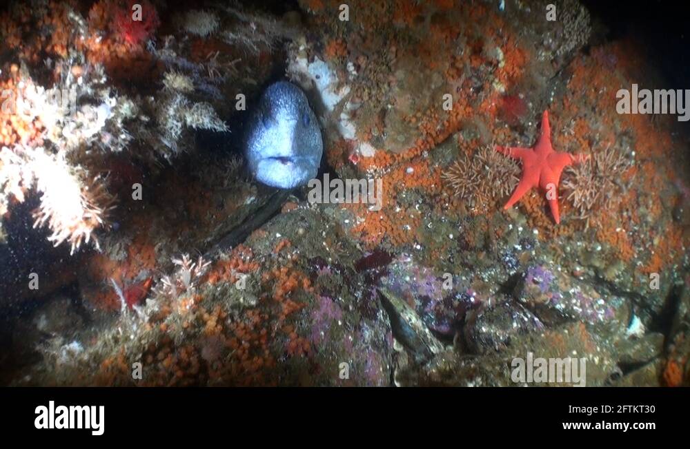 Lancet fish Stock Videos & Footage - HD and 4K Video Clips - Alamy