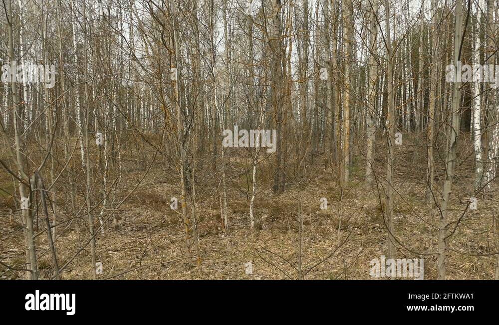 Ukraine, Pripyat: Exclusion Zone. Red forest Stock Video Footage - Alamy