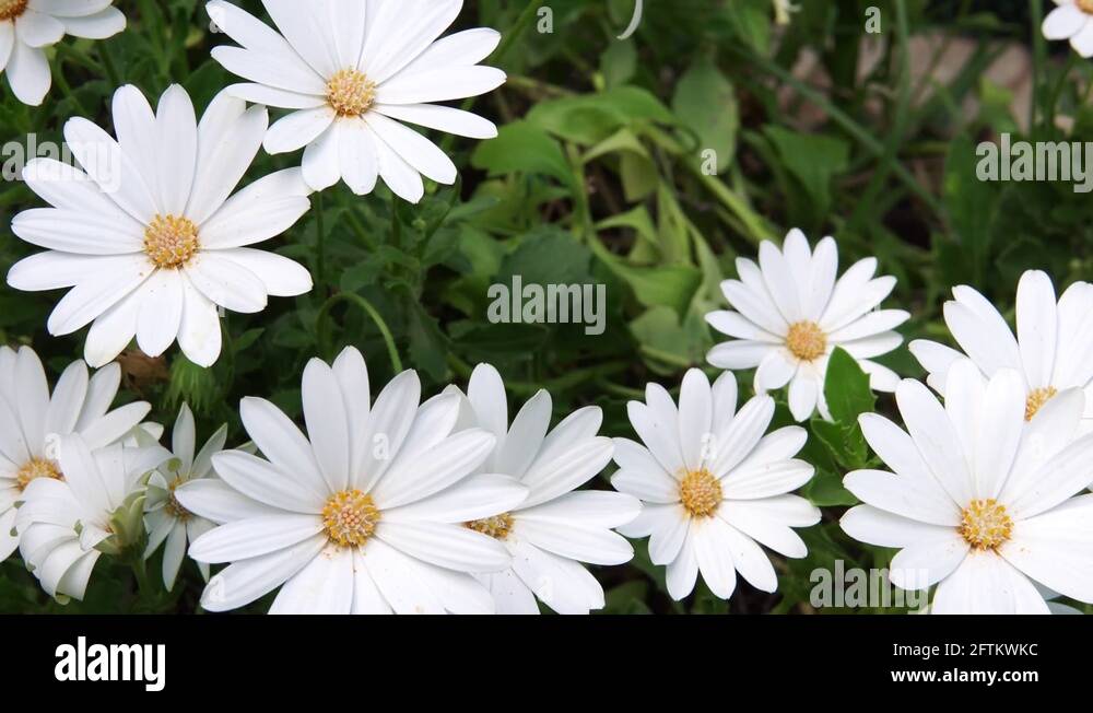 Double white daisy flowers Stock Videos & Footage - HD and 4K Video ...