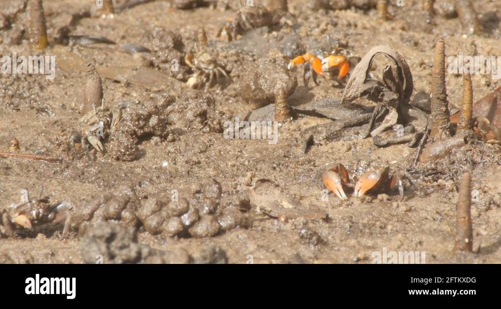 Mud crabs feeding and flixing burrows in a mangrove tidal flat Stock ...