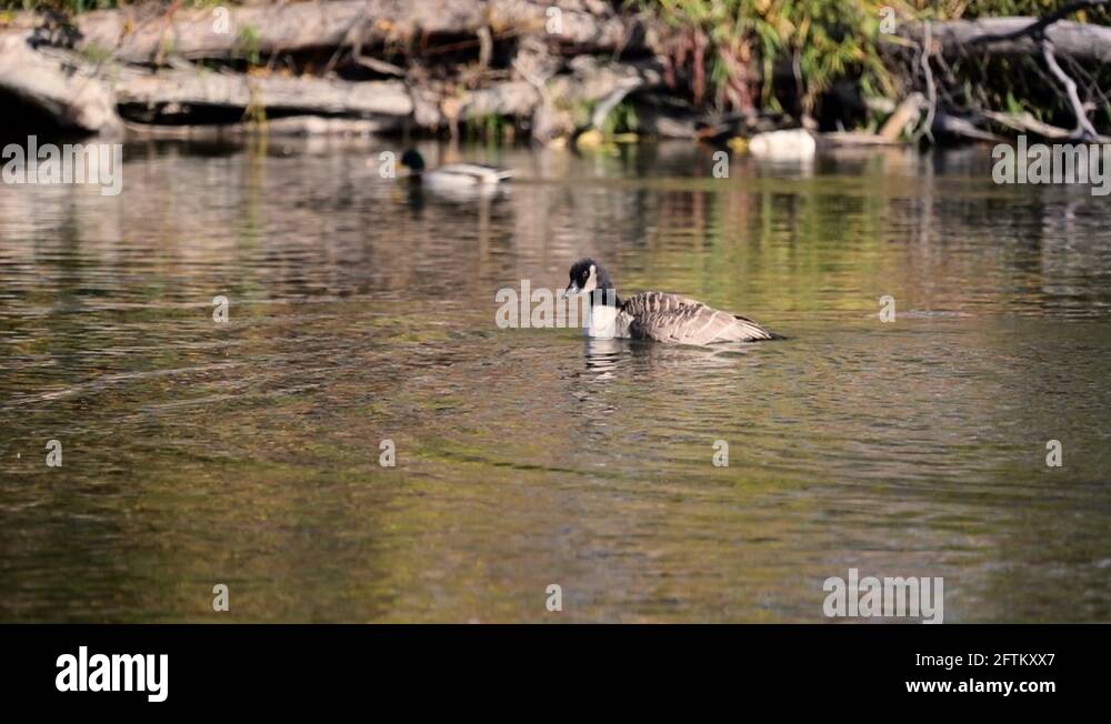 Swimming flaps Stock Videos & Footage - HD and 4K Video Clips - Alamy