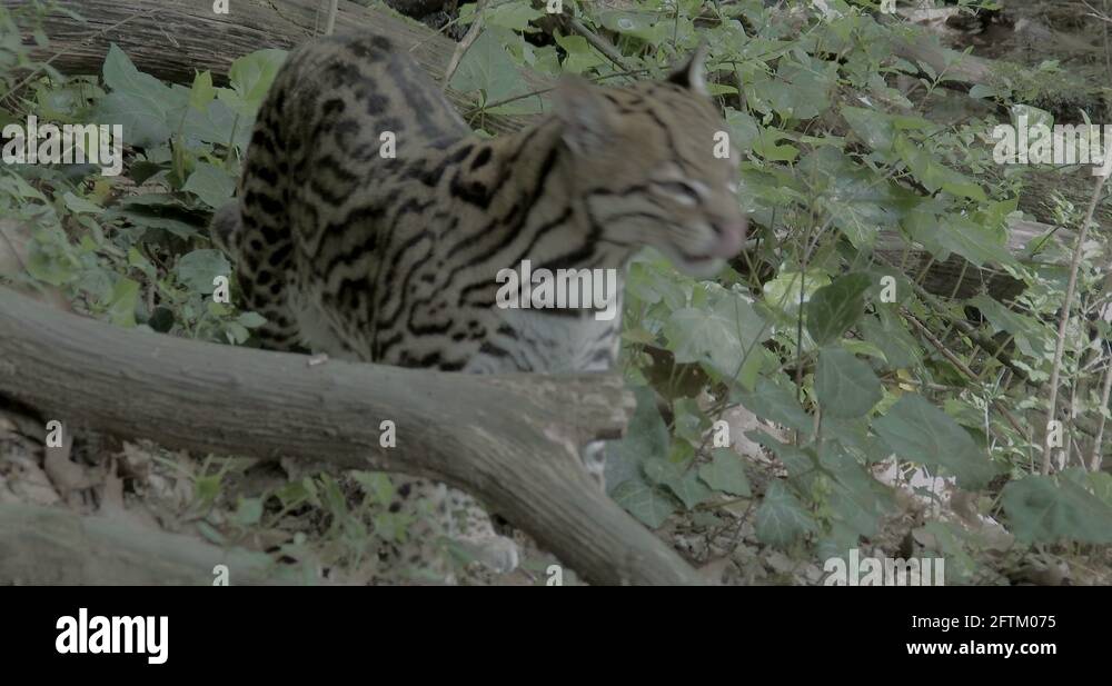 Dwarf leopard (Leopardus pardalis) or ocelot in Nahuatl mexican ...