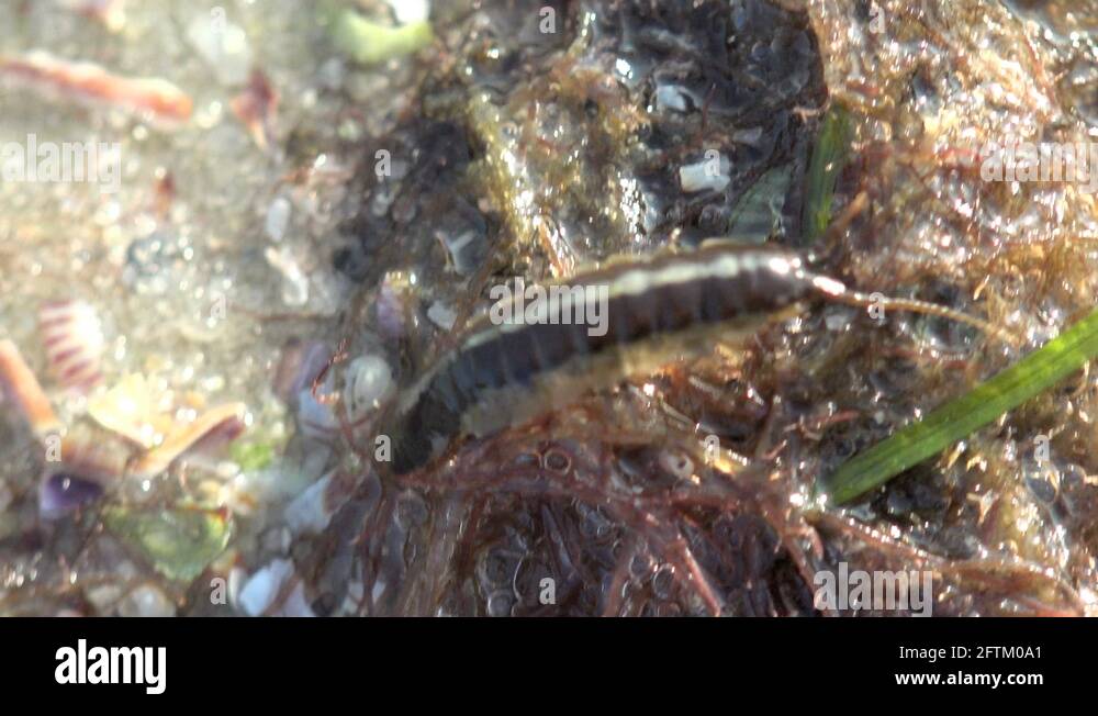 Valvifera marine isopod crustaceans in search for food among seaweed in ...